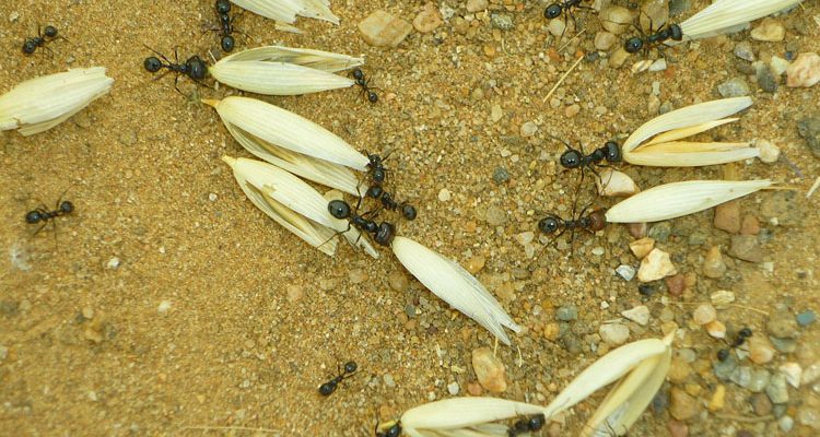 shephanim – Ran Silberman