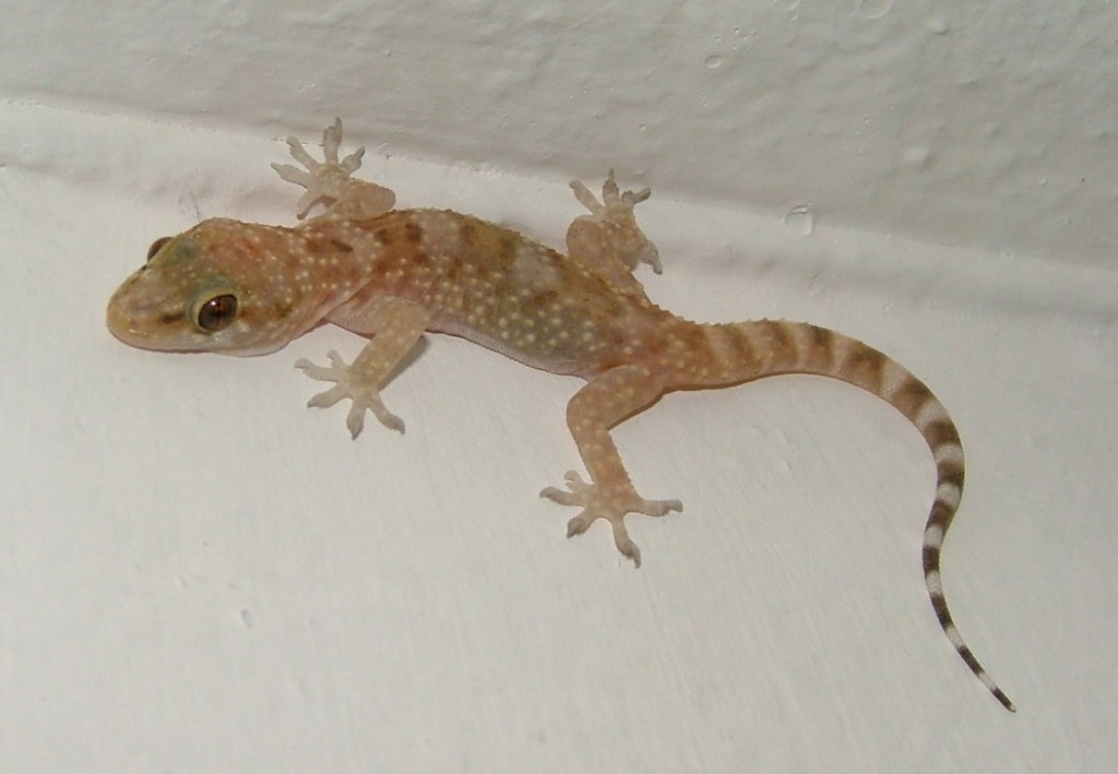 shephanim – Ran Silberman