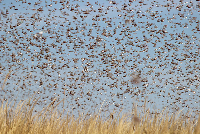 shephanim – Ran Silberman