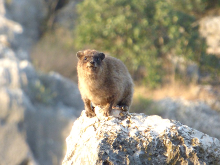 shephanim – Ran Silberman