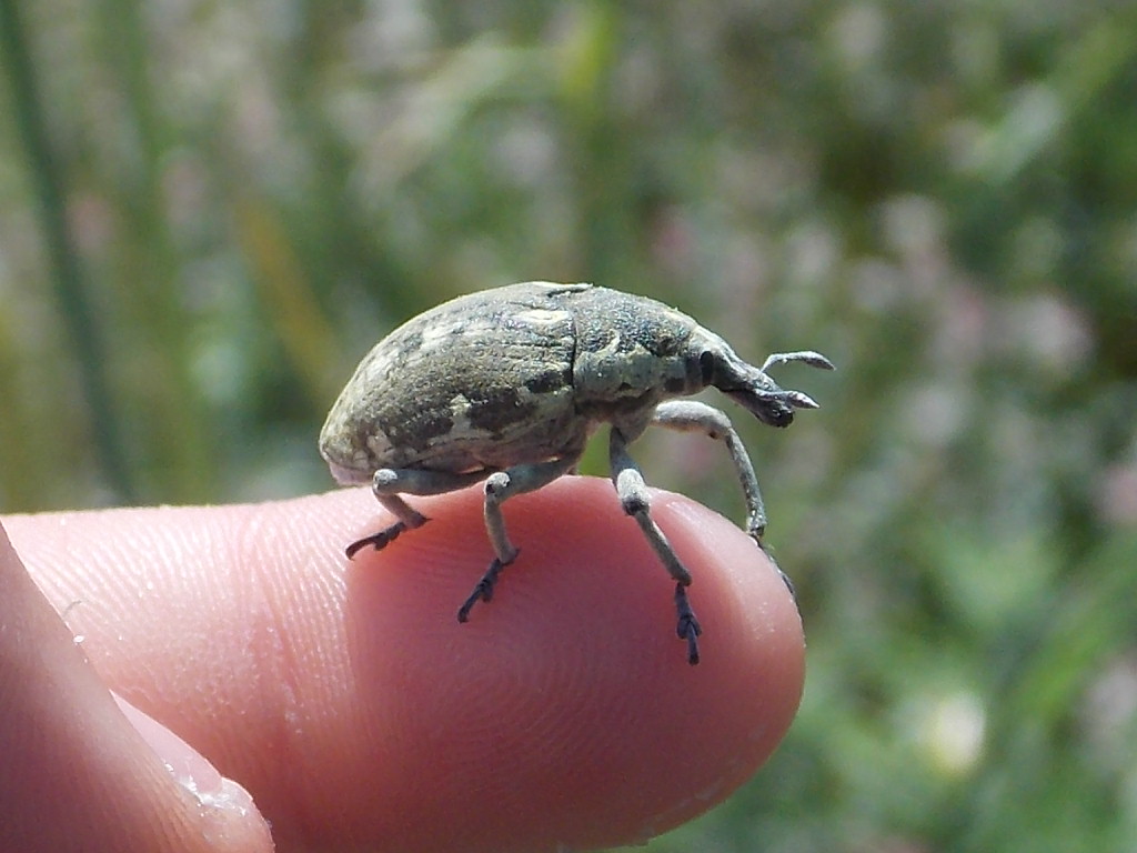 shephanim – Ran Silberman