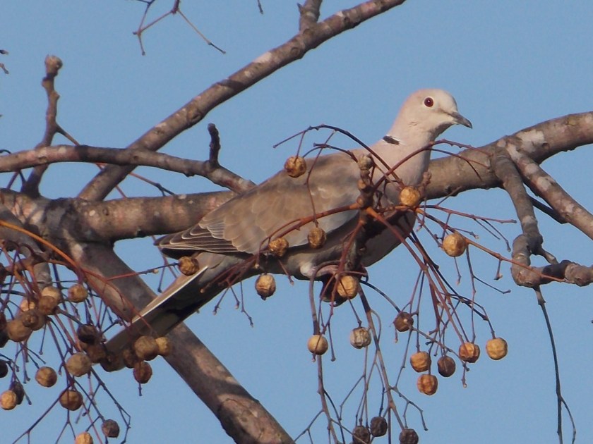 Animal Parables in the Bible (I): Bird Migration – Ran Silberman