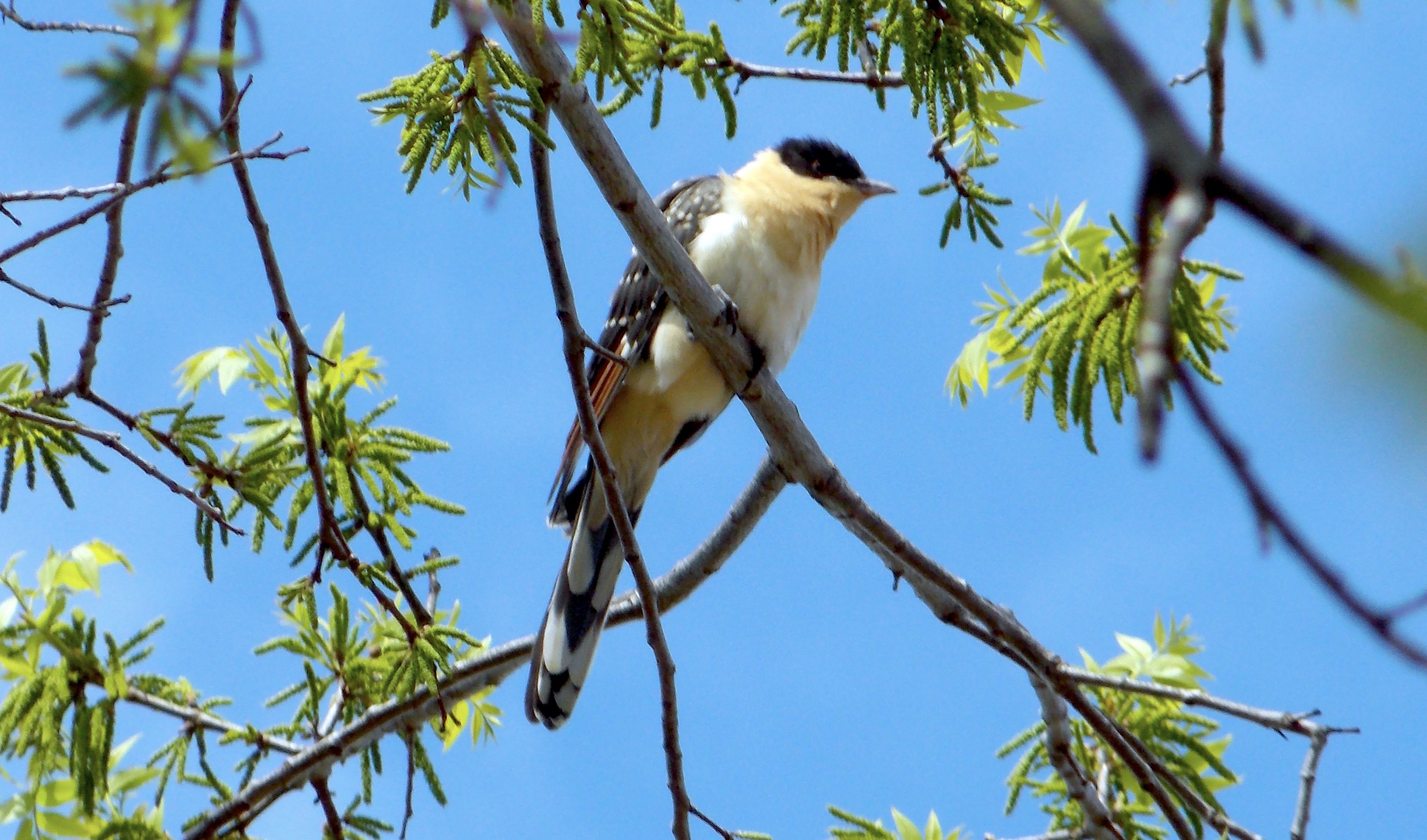 Animal Parables in the Bible (II): Partridge and Cuckoo – Ran Silberman