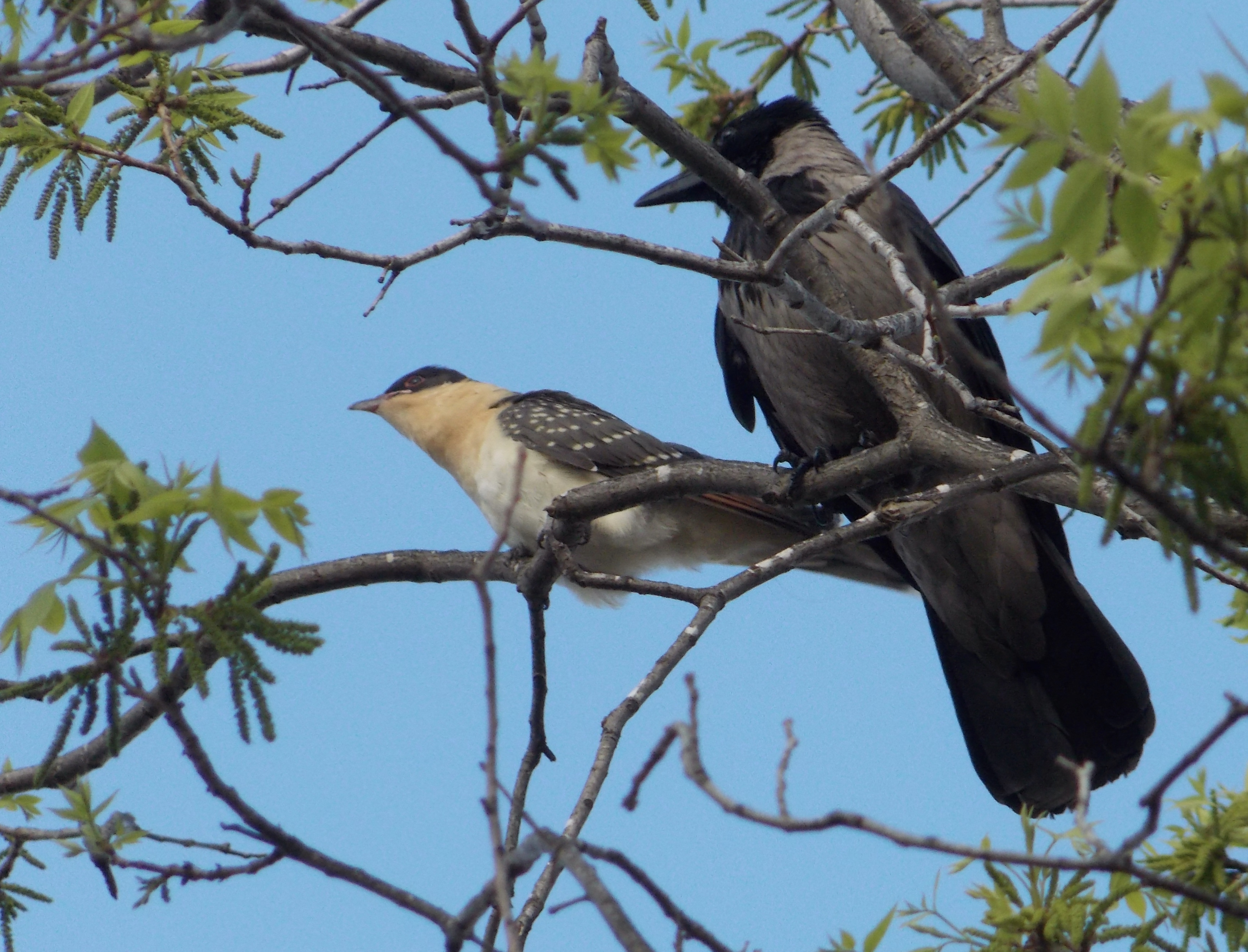 Animal Parables in the Bible (II): Partridge and Cuckoo – Ran Silberman