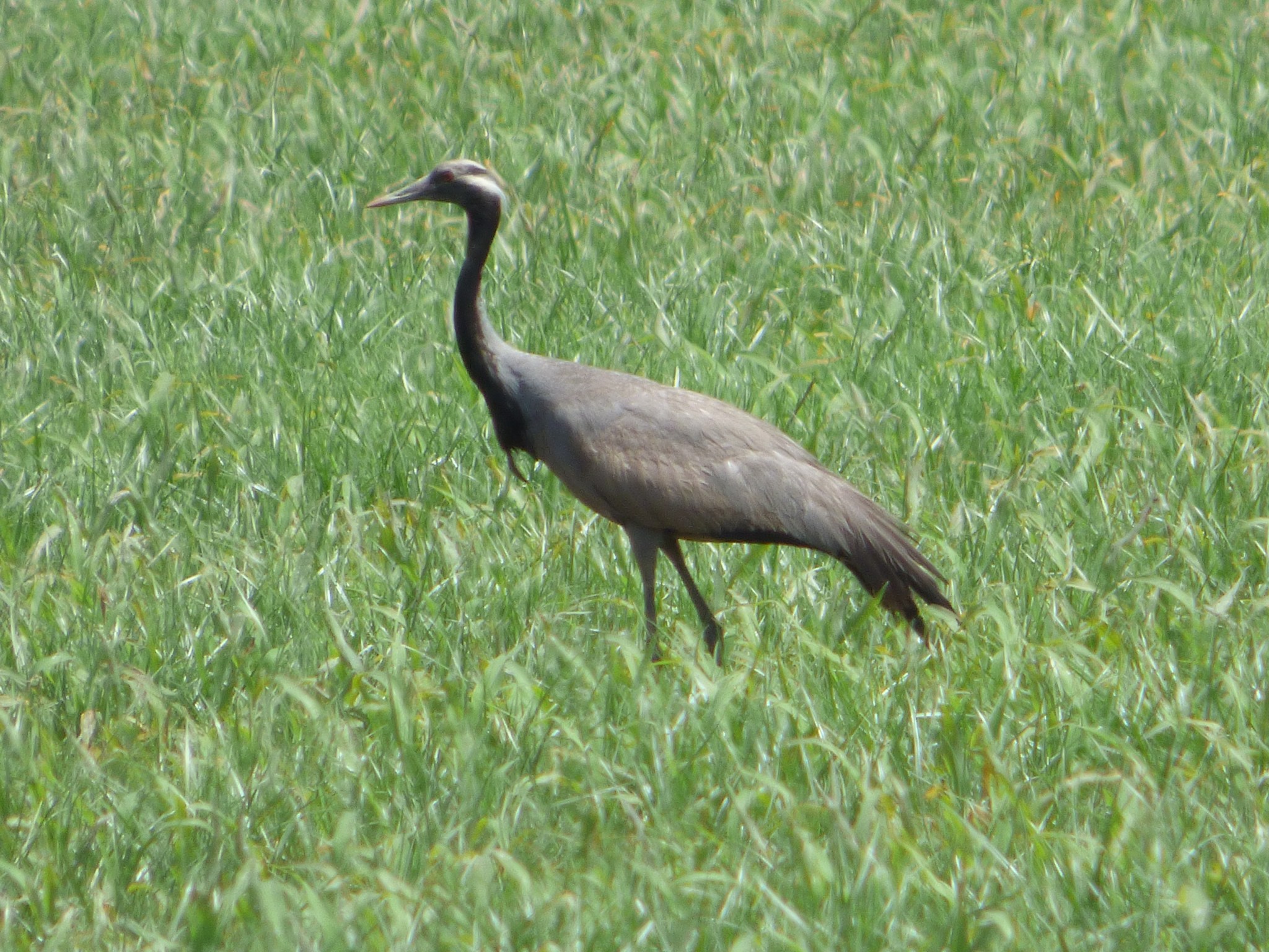 Animal Parables in the Bible (I): Bird Migration – Ran Silberman