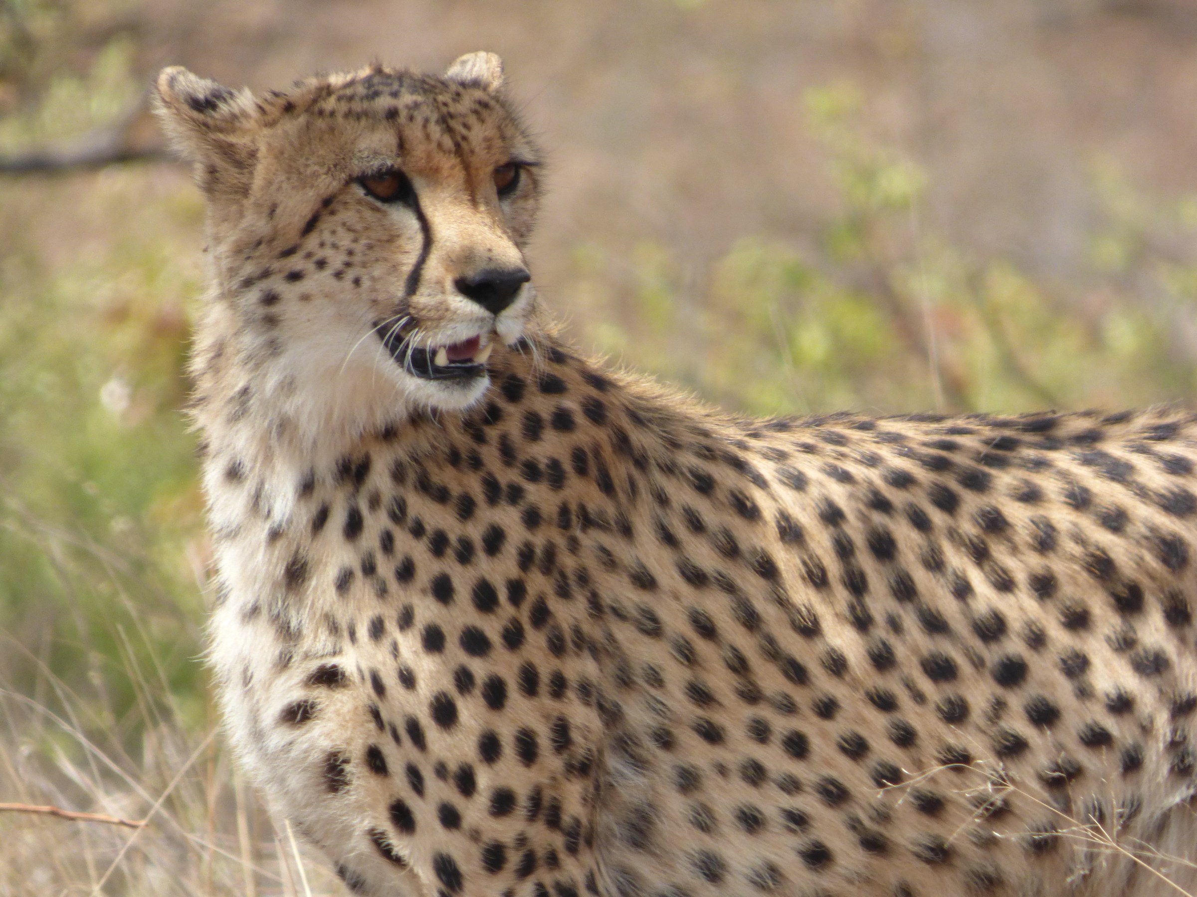 Animal Parables in the Bible (III): Jeremiah was not PC – Ran Silberman