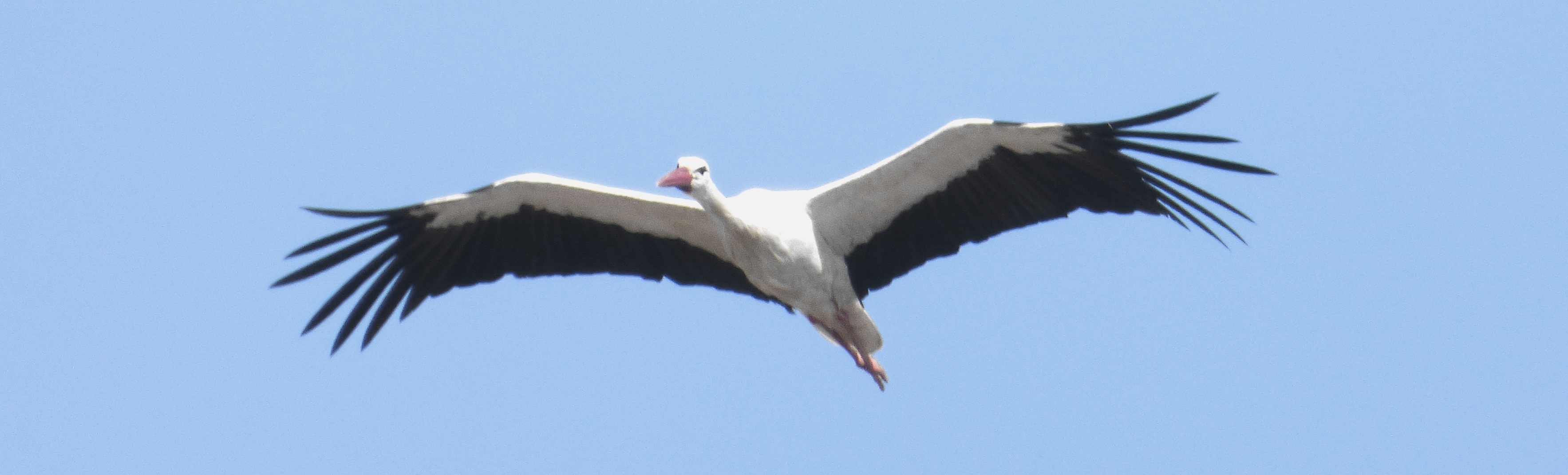 Animal Parables in the Bible (I): Bird Migration – Ran Silberman